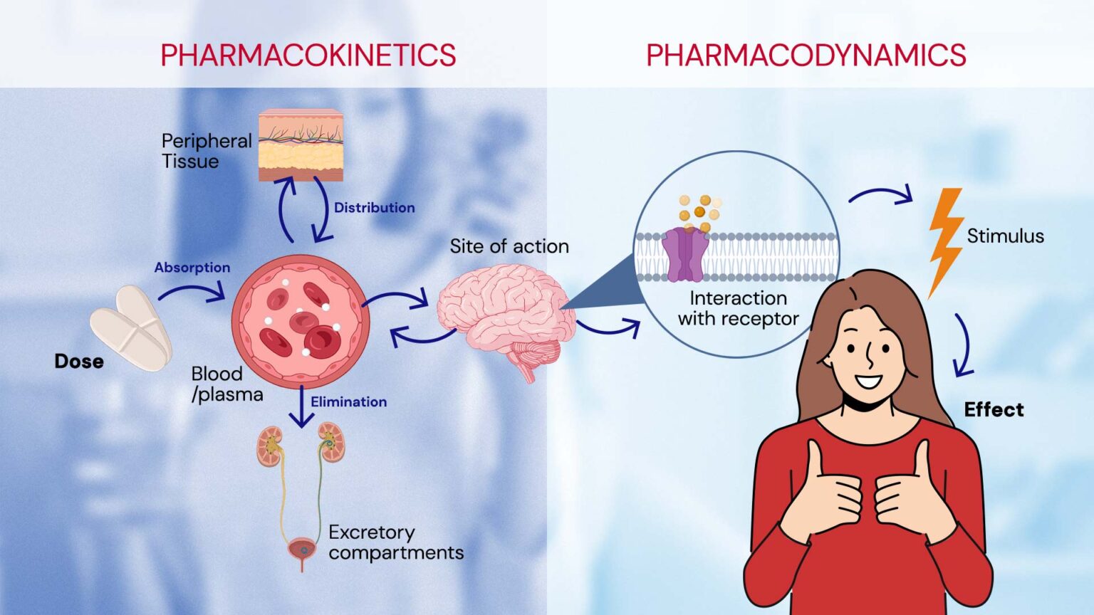 Key Insights into Pharmacokinetics: How Drugs “Know Where to Act and ...